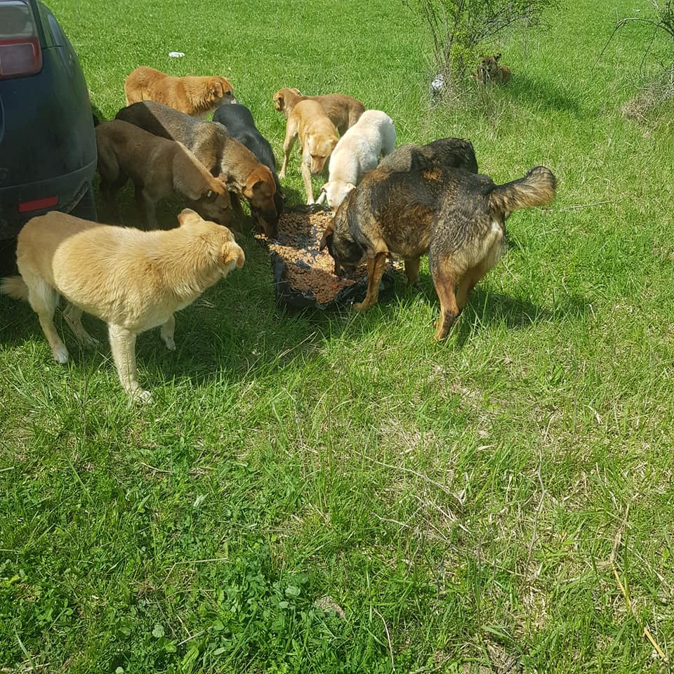 Valentina Ichim Rescuer